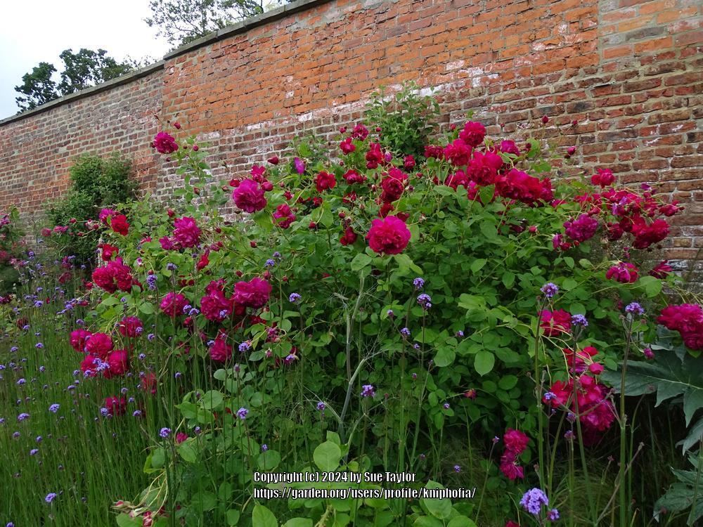 Photo of the entire plant of English Shrub Rose (Rosa 'Thomas a Becket ...