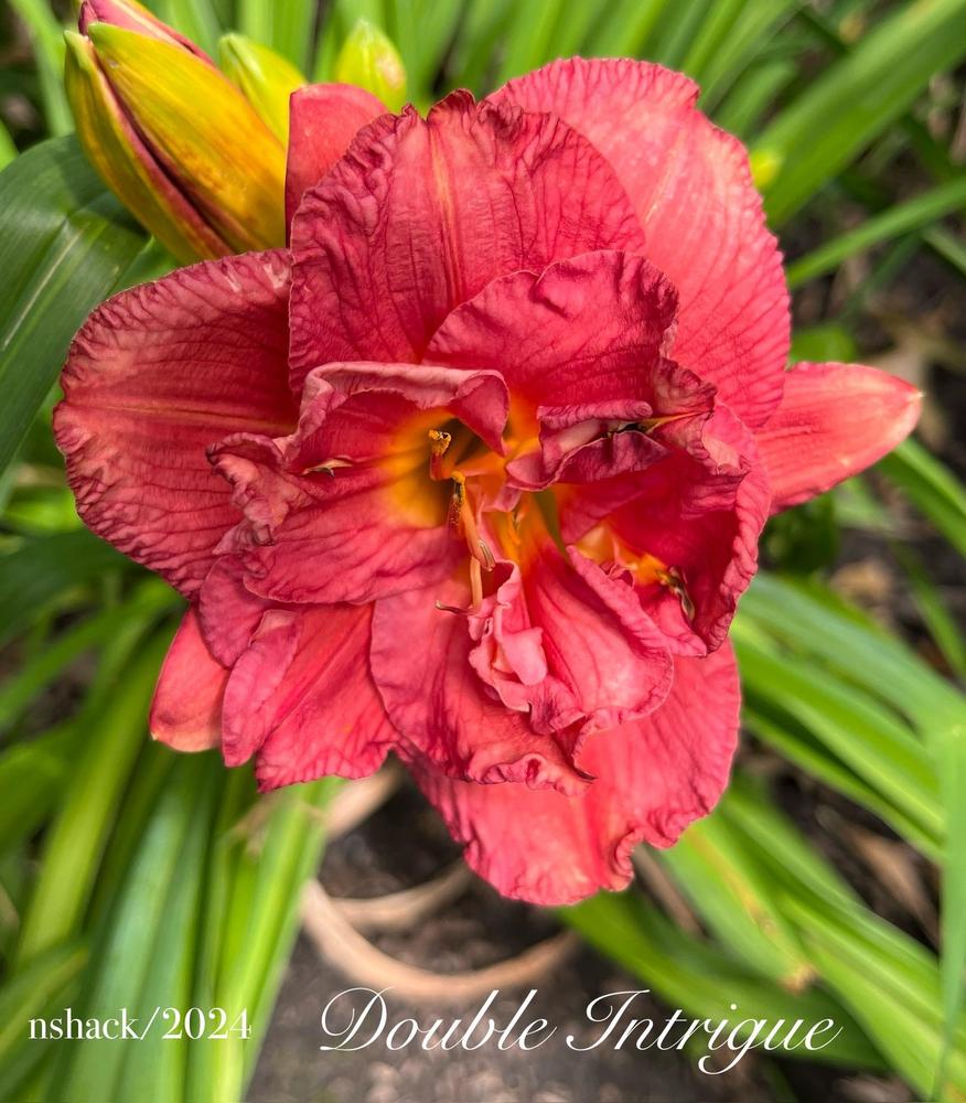 Photo of the bloom of Daylily (Hemerocallis 'Double Intrigue') posted ...