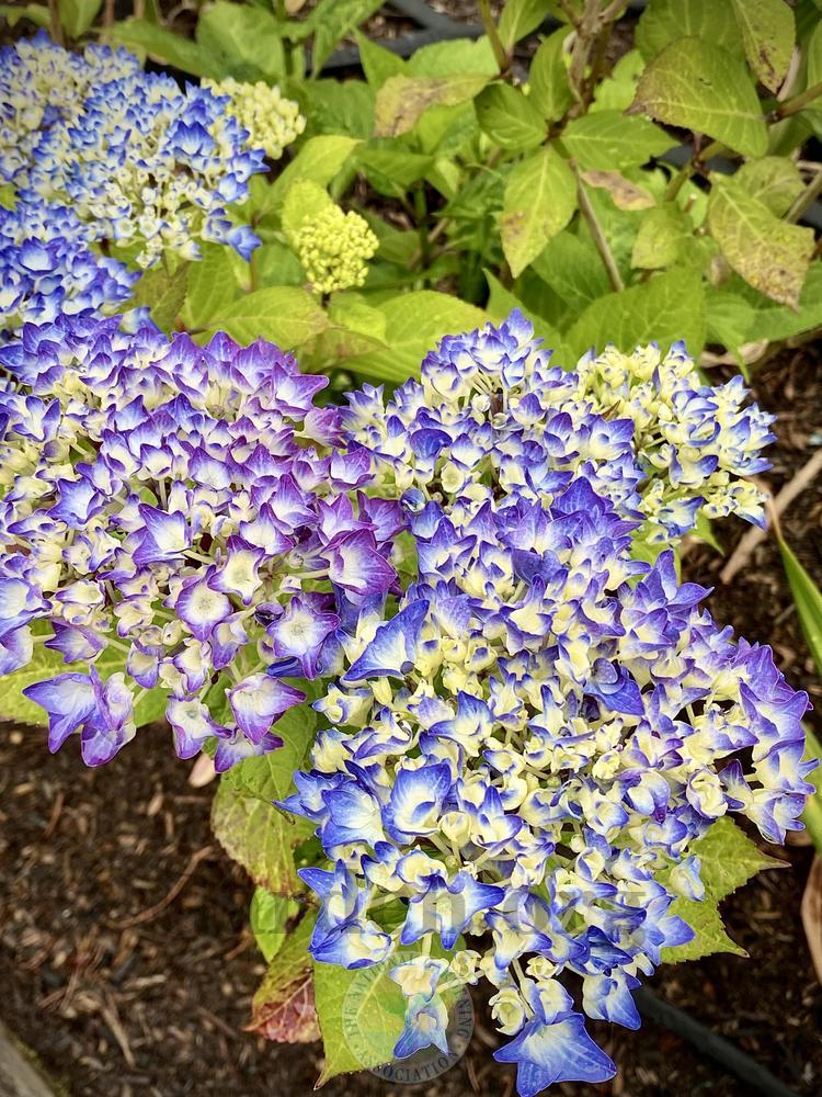 Hydrangea (Hydrangea macrophylla Lime Lovebird) in the Hydrangeas ...