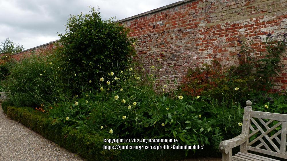 Photo of the entire plant of Yellow Giant Scabious (Cephalaria gigantea ...