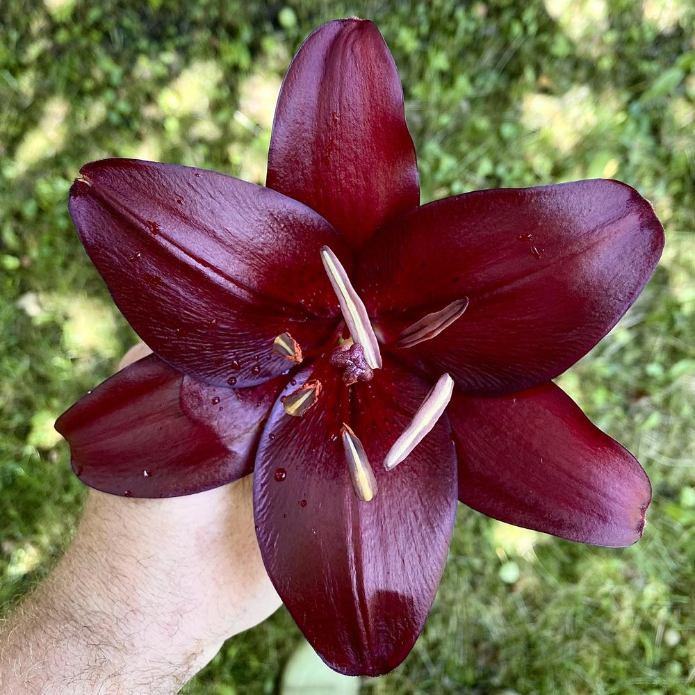 Photo of the bloom of Lily (Lilium 'Malbec') posted by Raimisx9 ...