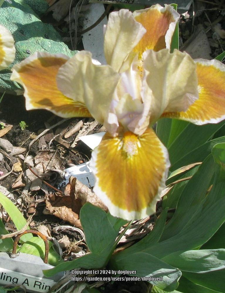 Standard Dwarf Bearded Iris (Iris 'Bling a Ring') in the Irises Database - Garden.org