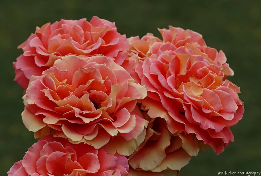 Photo of the bloom of Rose (Rosa 'Brass Band') posted by drirastucker ...