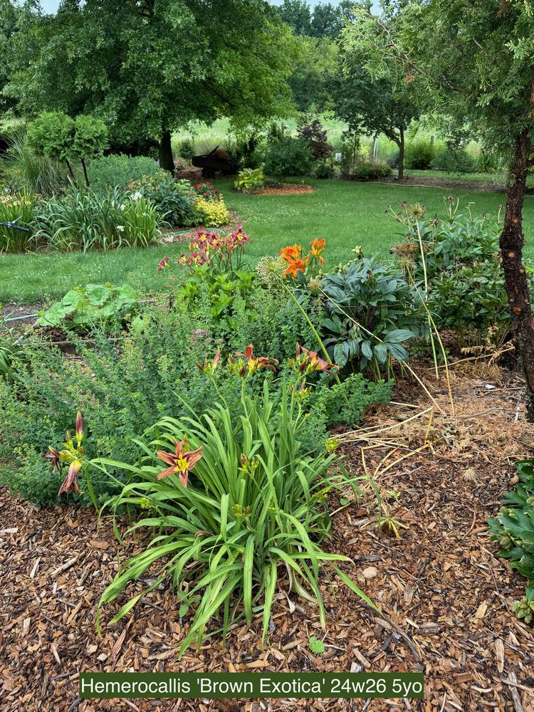 Photo of the entire plant of Daylily (Hemerocallis 'Brown Exotica ...