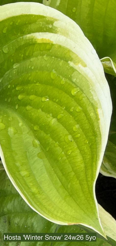Photo of the leaves of Hosta 'Winter Snow' posted by frankrichards16 ...