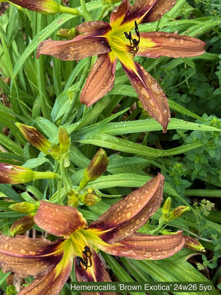 Photo of the bloom of Daylily (Hemerocallis 'Brown Exotica') posted by ...