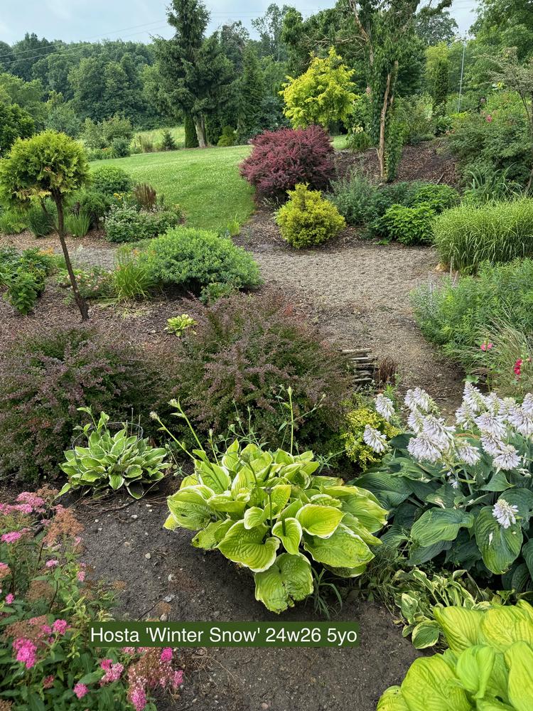 Photo of the entire plant of Hosta 'Winter Snow' posted by ...
