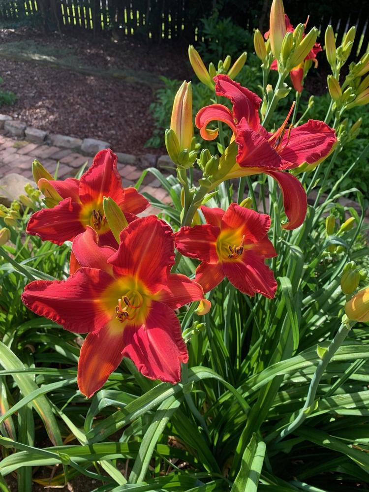 Daylily (Hemerocallis 'Fancy This') in the Daylilies Database - Garden.org