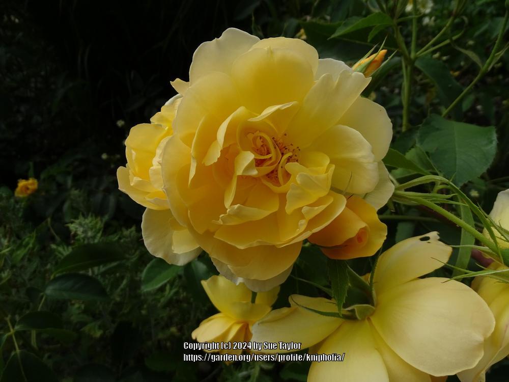Photo of the bloom of Rose (Rosa 'Buttercup') posted by kniphofia ...