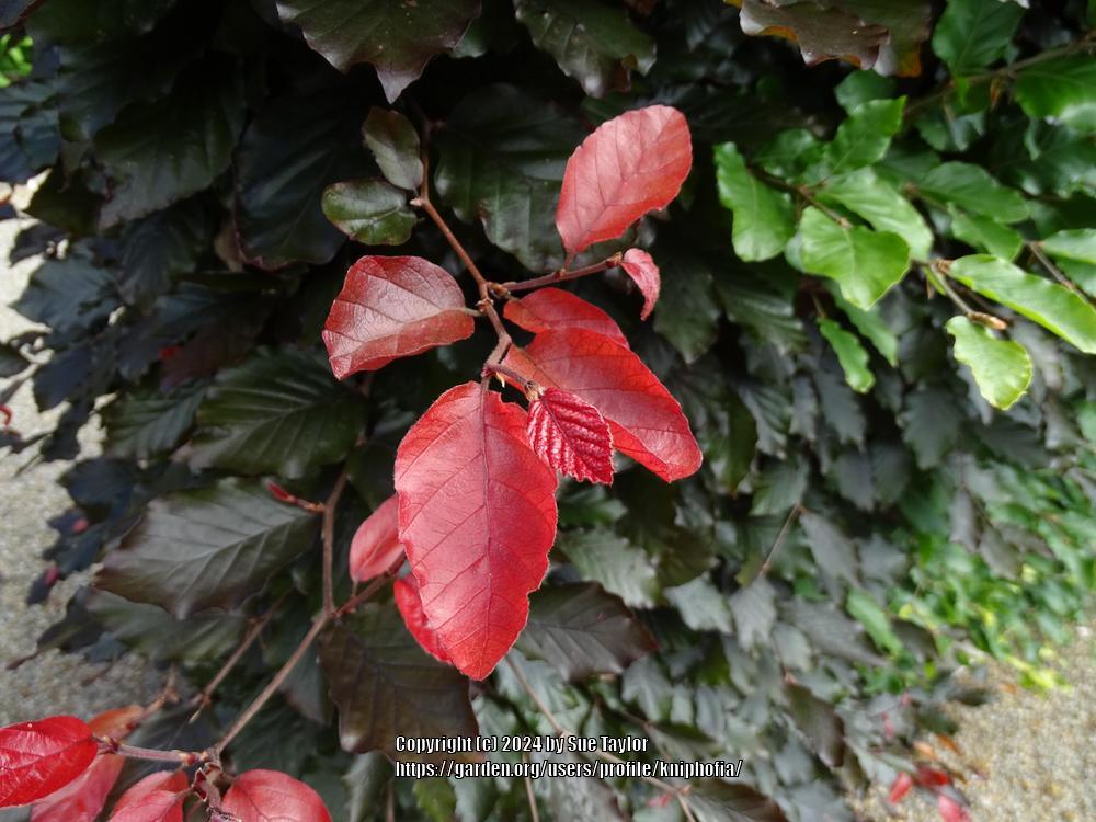 Copper Beech (Fagus sylvatica 'Purpurea') - Garden.org