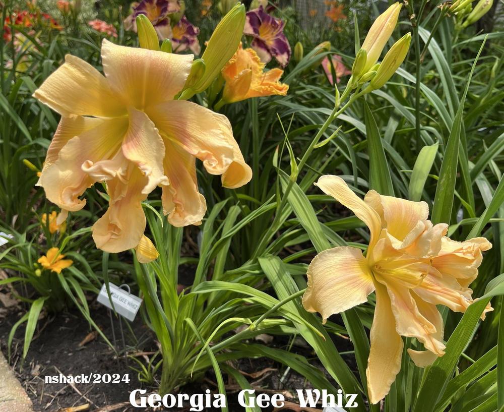 Daylily (Hemerocallis 'Georgia Gee Whiz') in the Daylilies Database ...