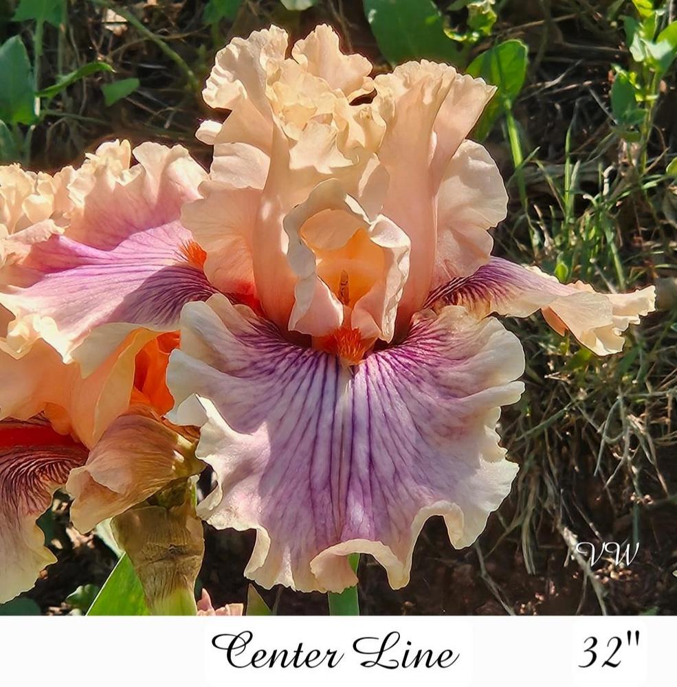 Photo of the bloom of Tall Bearded Iris (Iris 'Center Line') posted by vwekamp - Garden.org