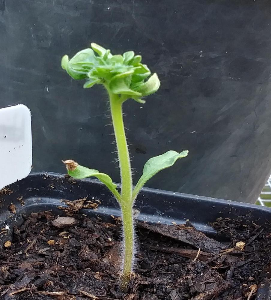 Photo of the seedling or young plant of Tomato (Solanum lycopersicum ...