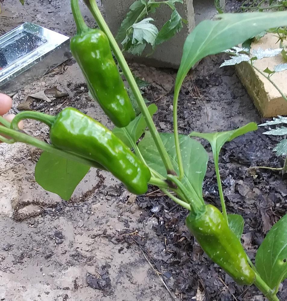 Bell Pepper (Capsicum annuum 'Merlot') in the Peppers Database - Garden.org