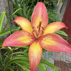 Lily (Lilium 'Royal Sunset') in the Lilies Database - Garden.org