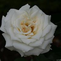 Photo of the bloom of Rose (Rosa 'Pascali') posted by drirastucker ...