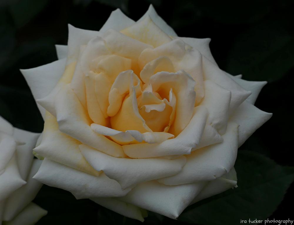 Photo of the bloom of Rose (Rosa 'Whisper') posted by drirastucker ...