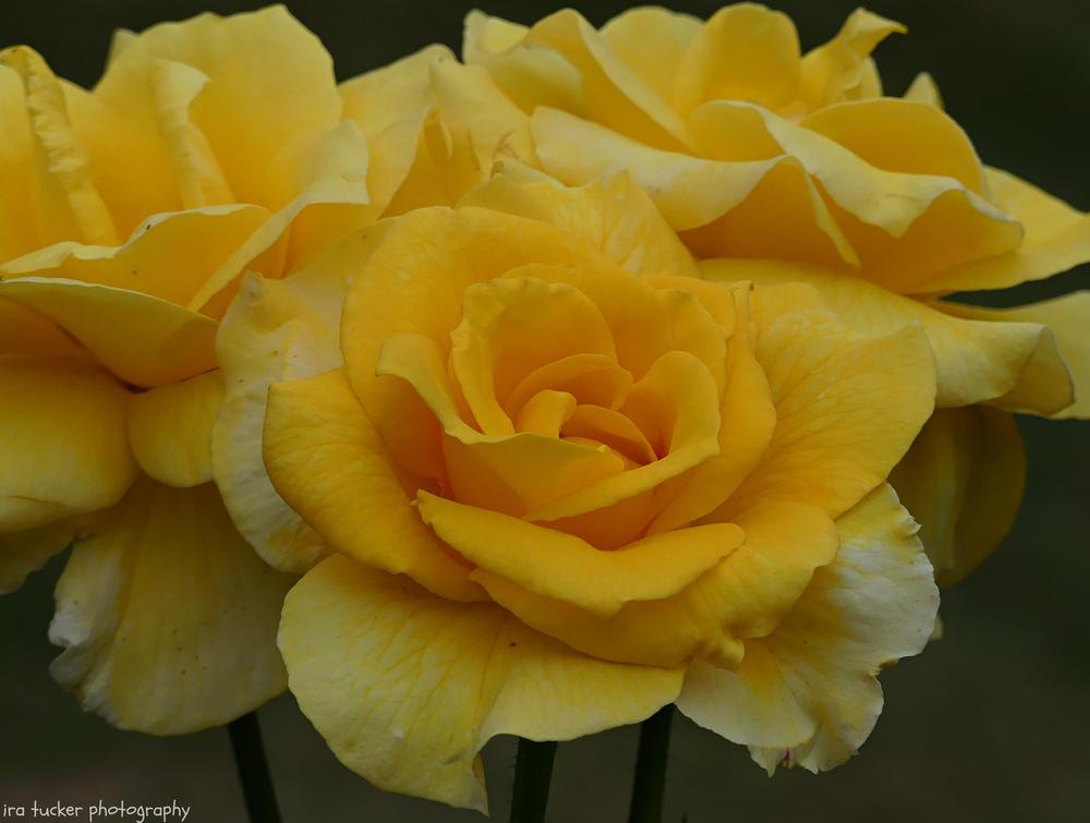 Photo of the bloom of Rose (Rosa 'Midas Touch') posted by drirastucker ...