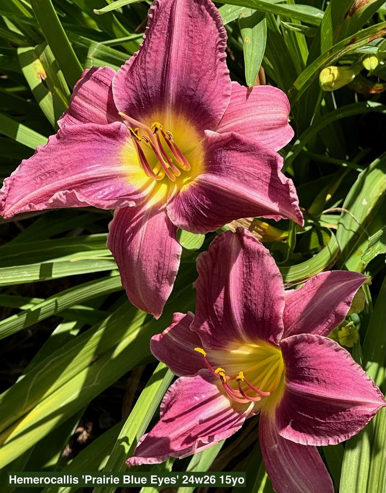 Daylily (Hemerocallis 'Prairie Blue Eyes') in the Daylilies Database - Garden.org