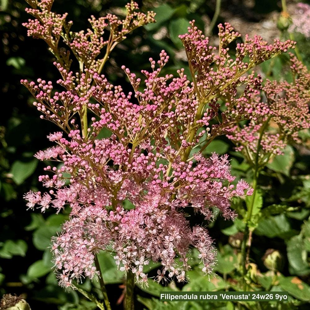 Photo of the bloom of Queen of the Prairie (Filipendula rubra 'Venusta ...