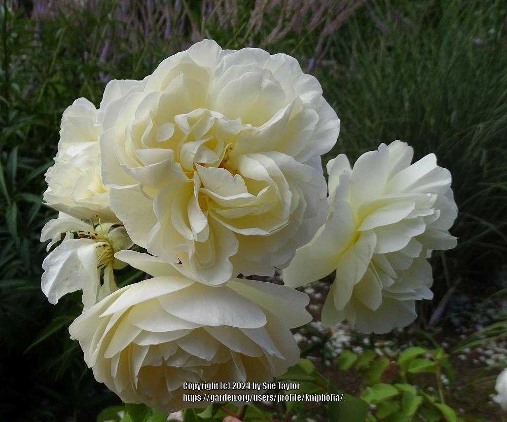 Photo of the bloom of Rose (Rosa 'Susan Williams-Ellis') posted by ...