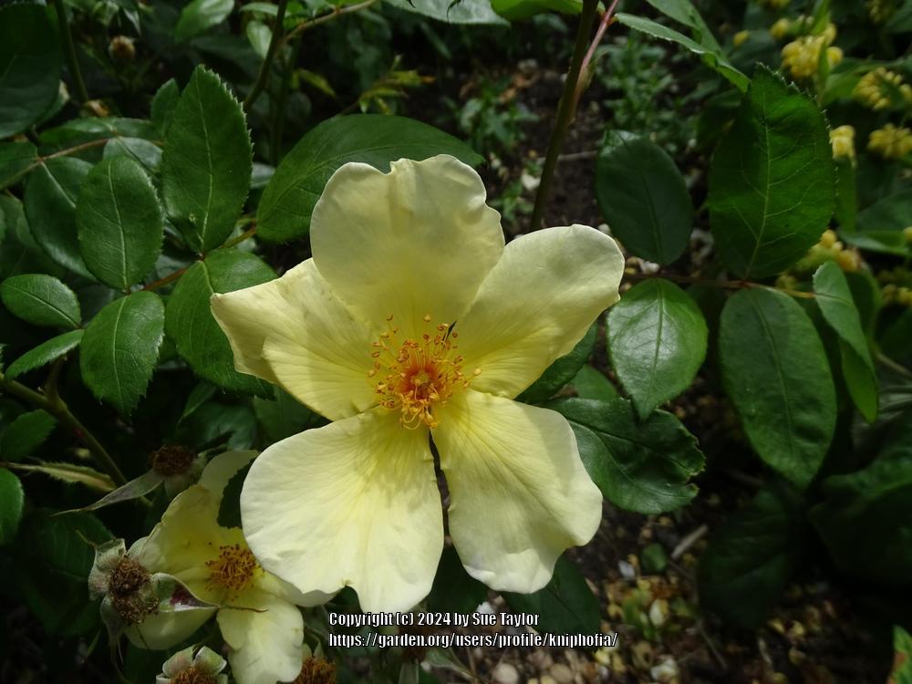 Photo of the bloom of Rose (Rosa 'Tottering-By-Gently') posted by ...