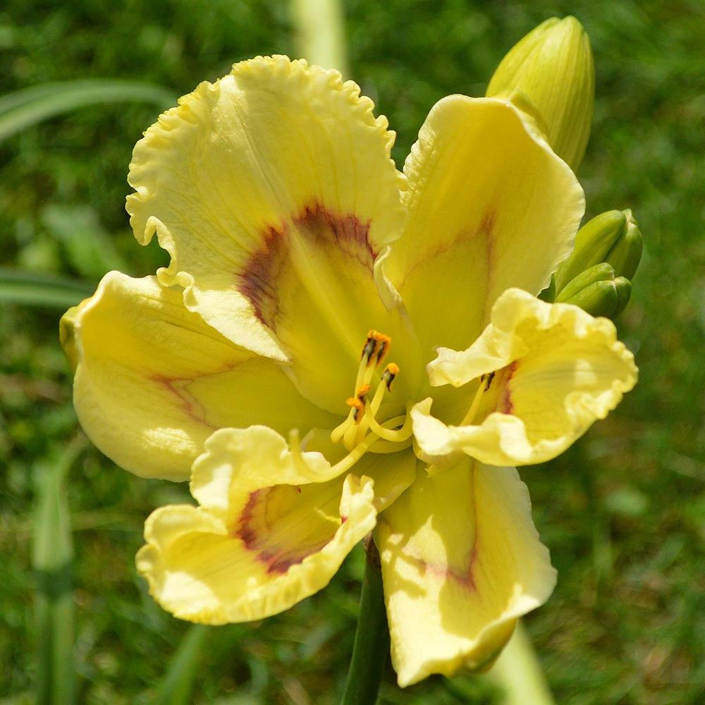 Photo of the bloom of Daylily (Hemerocallis 'Sunny Blue Eyes') posted by DuluthDaylily - Garden.org