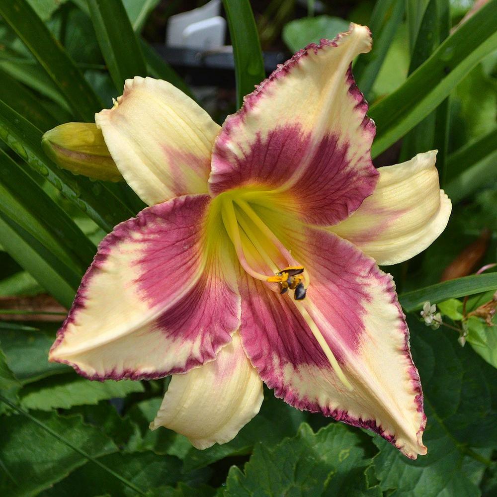 Photo of the bloom of Daylily (Hemerocallis 'Raspberry Griffin') posted ...