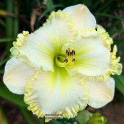 Daylily (Hemerocallis 'Fancy Lace') in the Daylilies Database - Garden.org