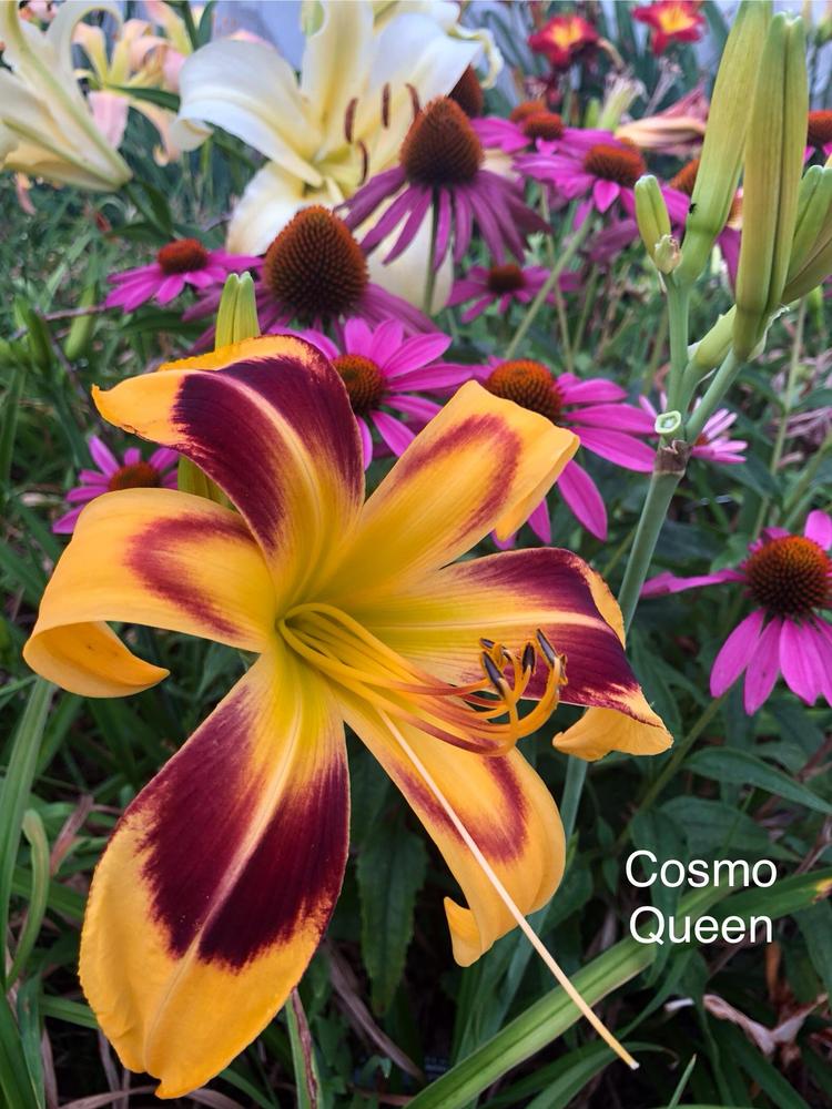 Photo of the bloom of Daylily (Hemerocallis 'Cosmo Queen') posted by Lilydaydreamer - Garden.org