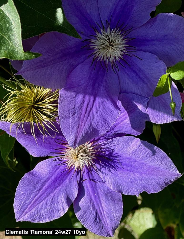 Photo of the bloom of Clematis 'Ramona' posted by frankrichards16 ...