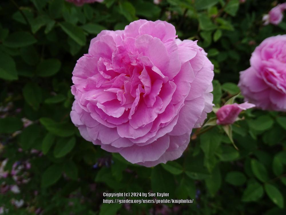 Photo of the bloom of Rose (Rosa 'The Mayflower') posted by kniphofia ...