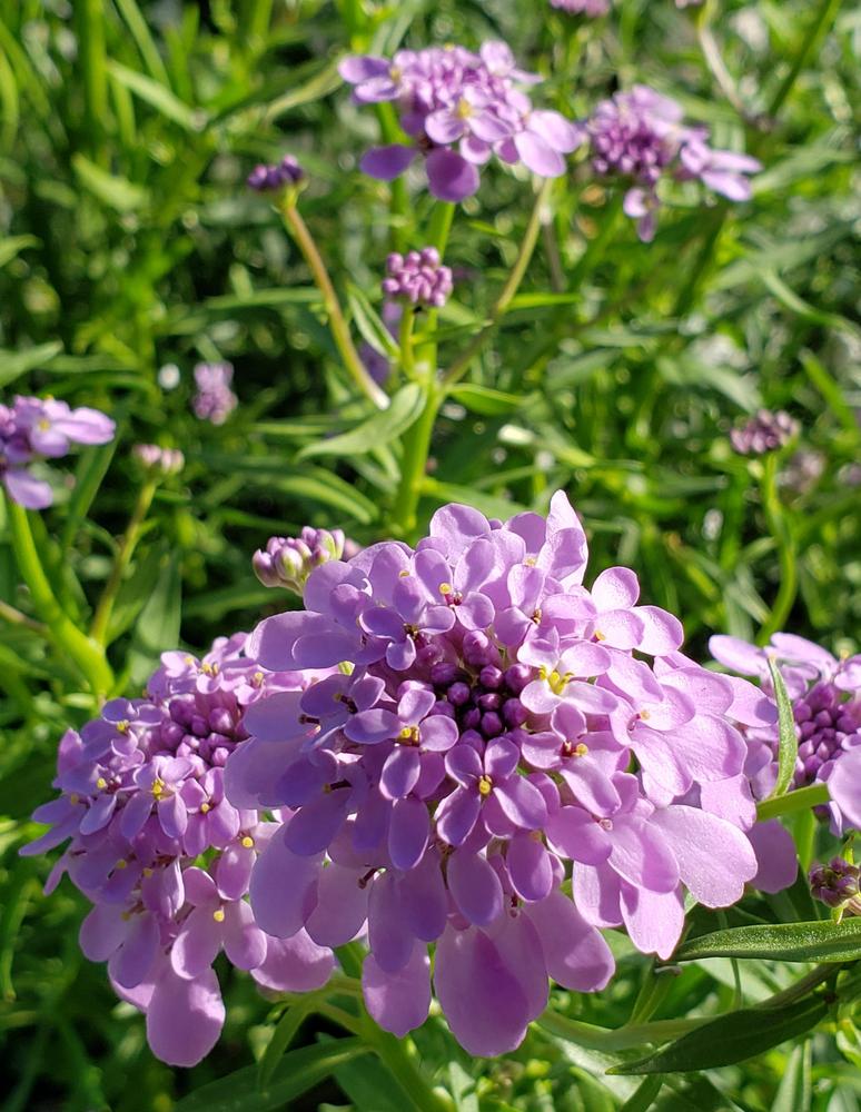 Photo of the bloom of Iberis 'Mermaid Lavender' posted by missmaven ...