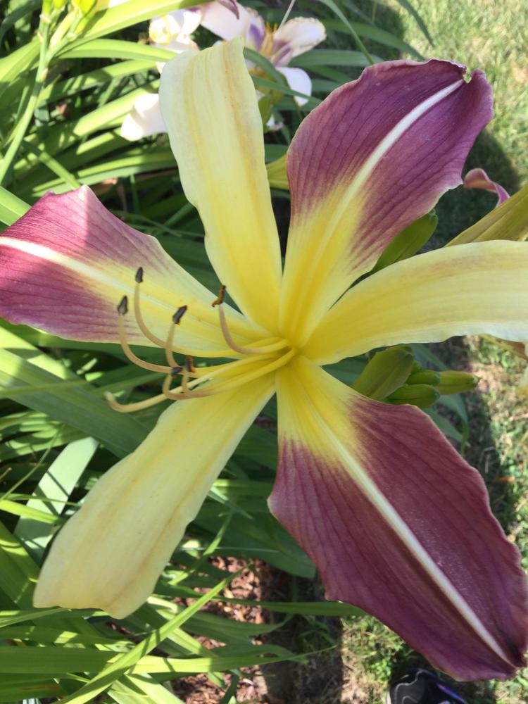 Photo of the bloom of Daylily (Hemerocallis 'Radiation Biohazard ...
