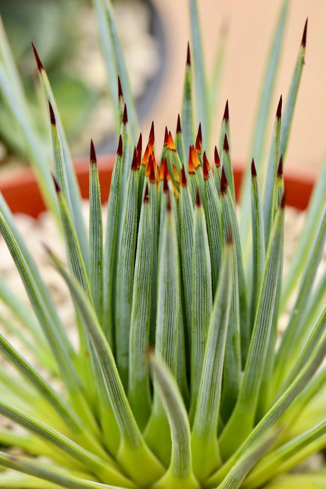 Photo of the thorns, spines, prickles or teeth of Century Plant (Agave ...