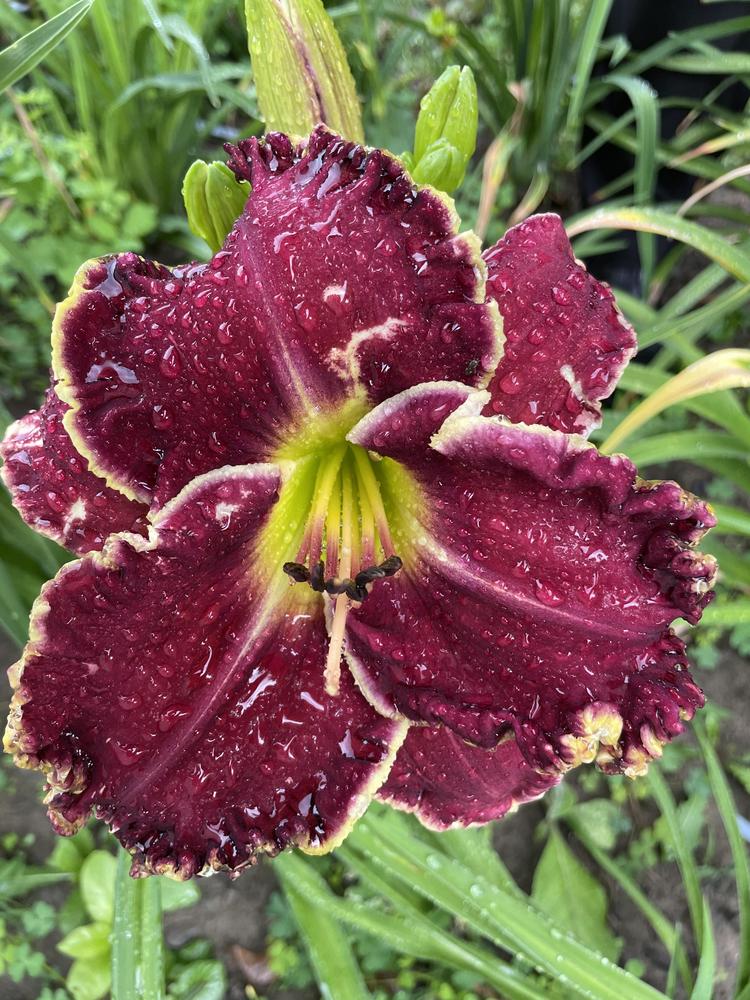 Photo of the bloom of Daylily (Hemerocallis 'The Furyan') posted by ...