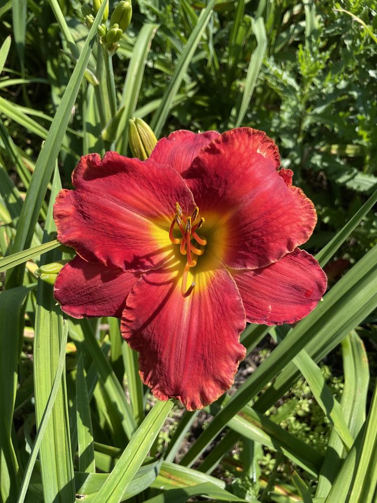 July blooms 2024 in the Daylilies forum - Garden.org