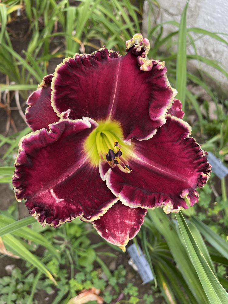 Photo of the bloom of Daylily (Hemerocallis 'The Furyan') posted by ...
