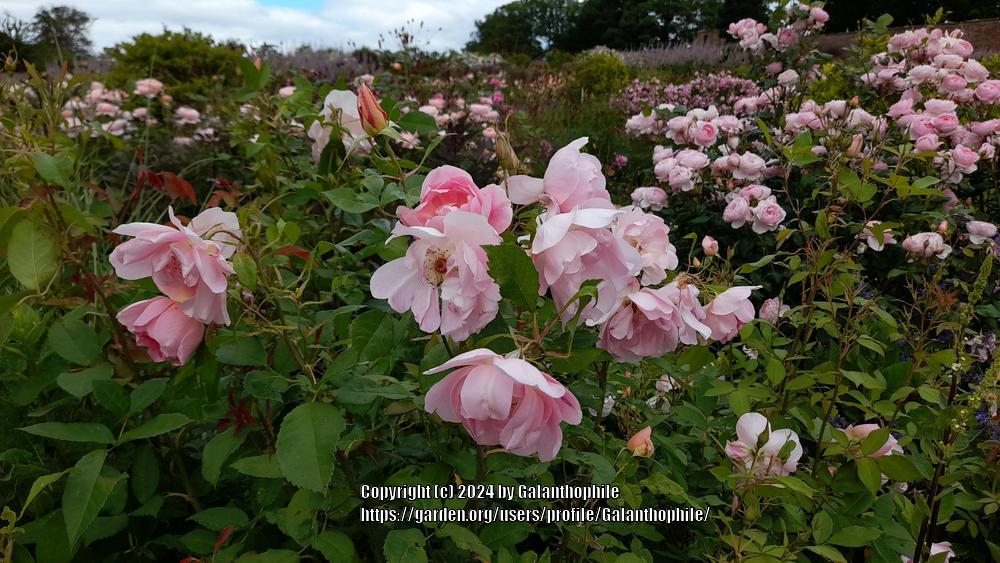 Photo of the bloom of Rose (Rosa 'The Lady's Blush') posted by ...