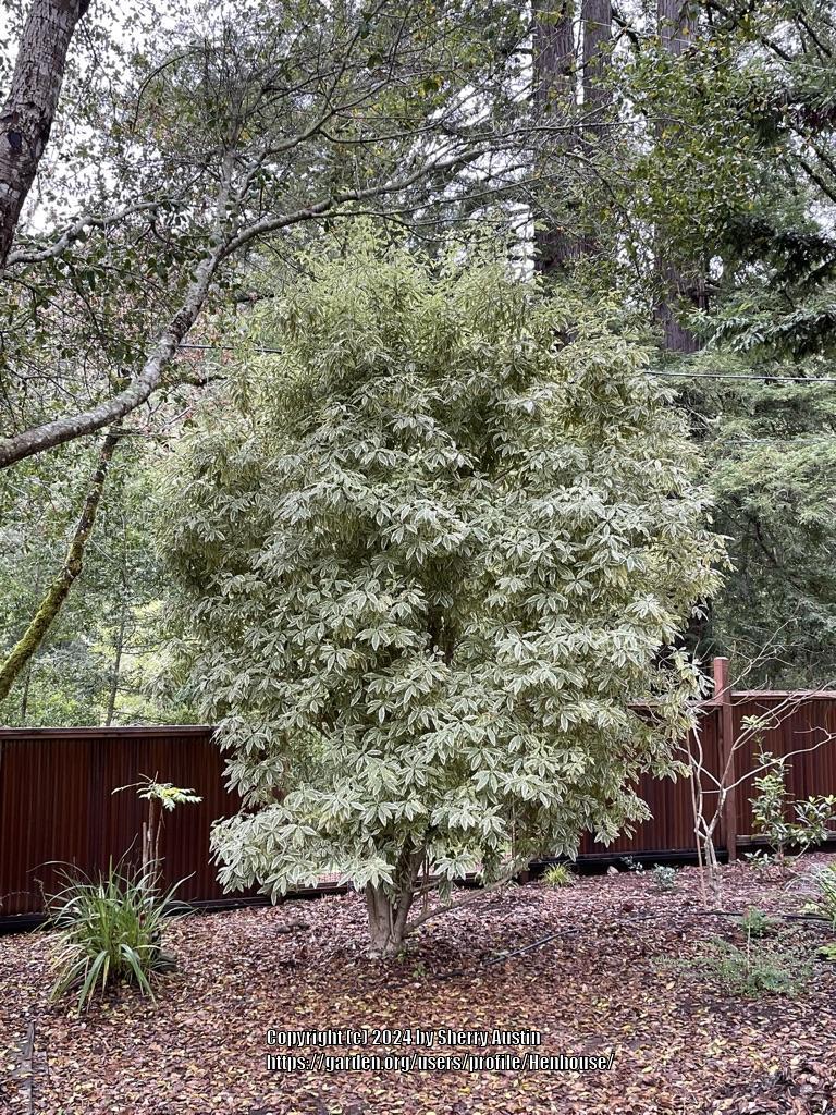 Photo of the entire plant of Variegated Lemonwood (Pittosporum ...