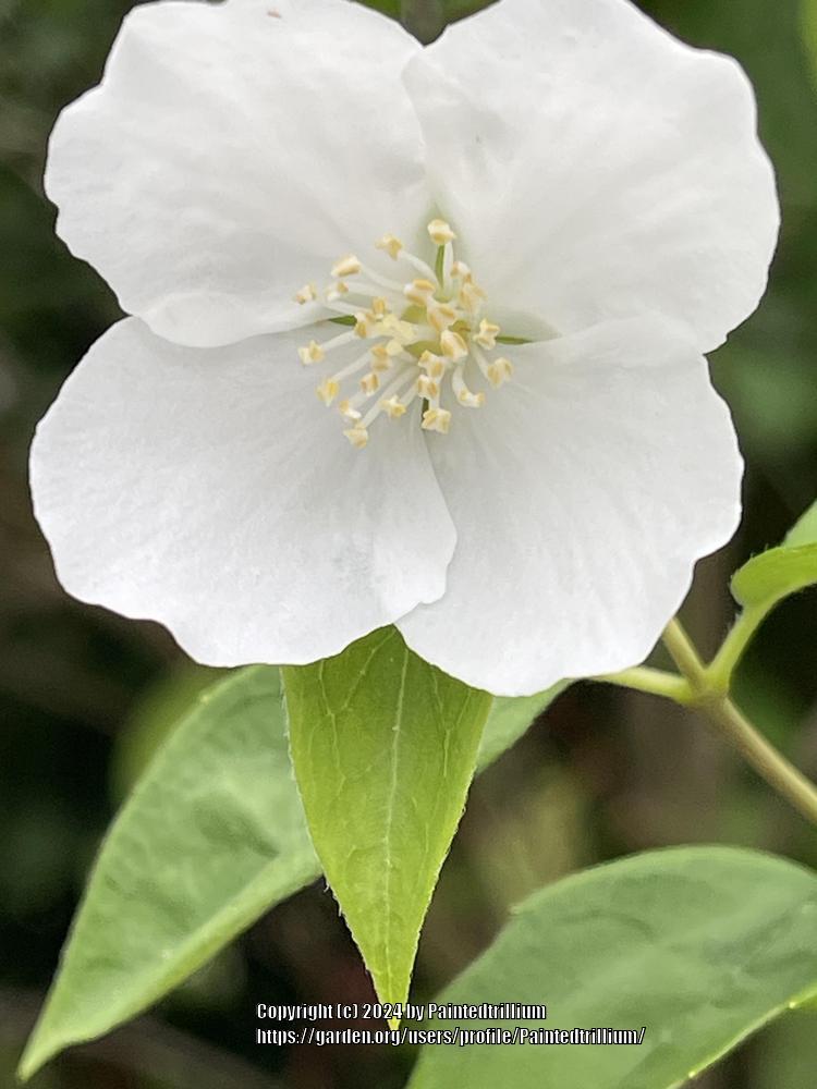 Photo of the bloom of Mock Oranges (Philadelphus) posted by Paintedtrillium - Garden.org