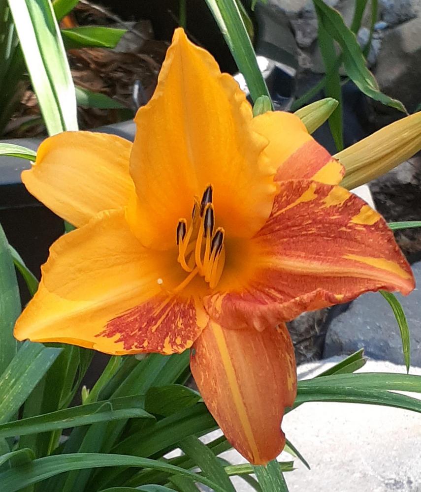 Photo of the bloom of Daylily (Hemerocallis 'Augie's Unique Beauty ...