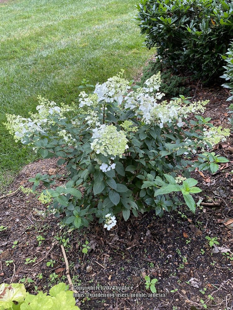 Photo of the entire plant of Panicle Hydrangea (Hydrangea paniculata ...