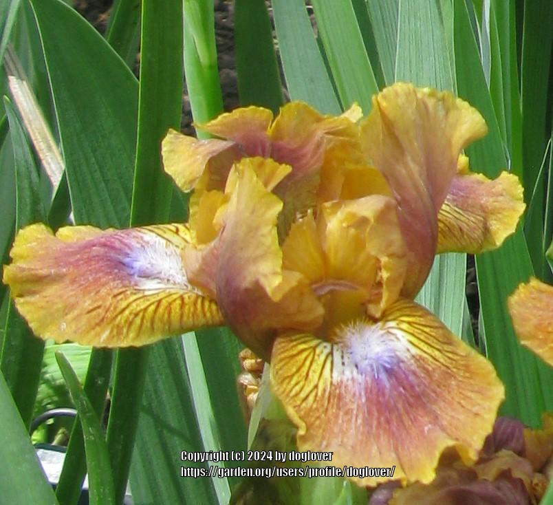 Photo of the bloom of Standard Dwarf Bearded Iris (Iris 'Kewlopolis') posted by doglover ...