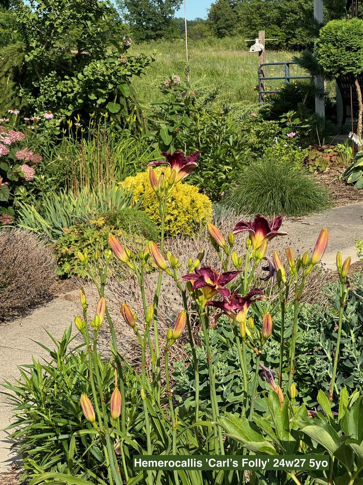 Photo of the entire plant of Daylily (Hemerocallis 'Carl's Folly ...