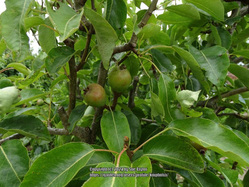 Photo of the fruit of Pear (Pyrus 'Onward') posted by kniphofia - Garden.org