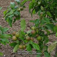 Photo of the fruit of Apple (Malus domestica 'Bountiful') posted by ...