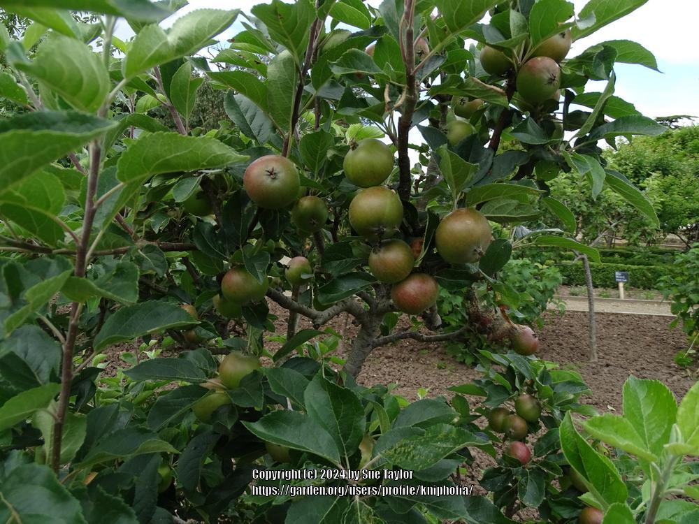 Apple (Malus domestica Rosette®) in the Apples Database - Garden.org
