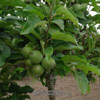 Photo of the fruit of Apple (Malus domestica 'Worcester Pearmain ...