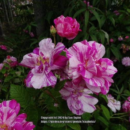 Rose (Rosa 'Rosa Mundi') in the Roses Database - Garden.org